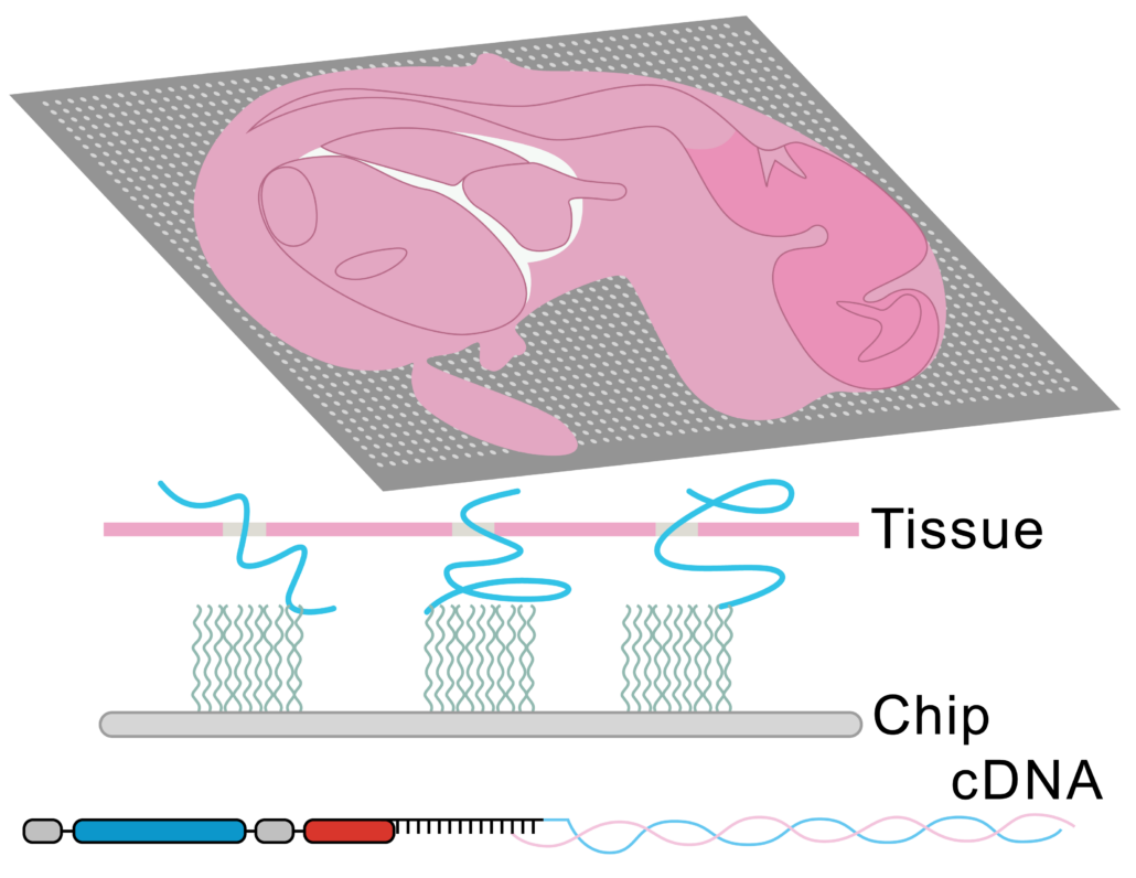 History Of Spatial Transcriptomics Part 3 Single Cell Mirxes