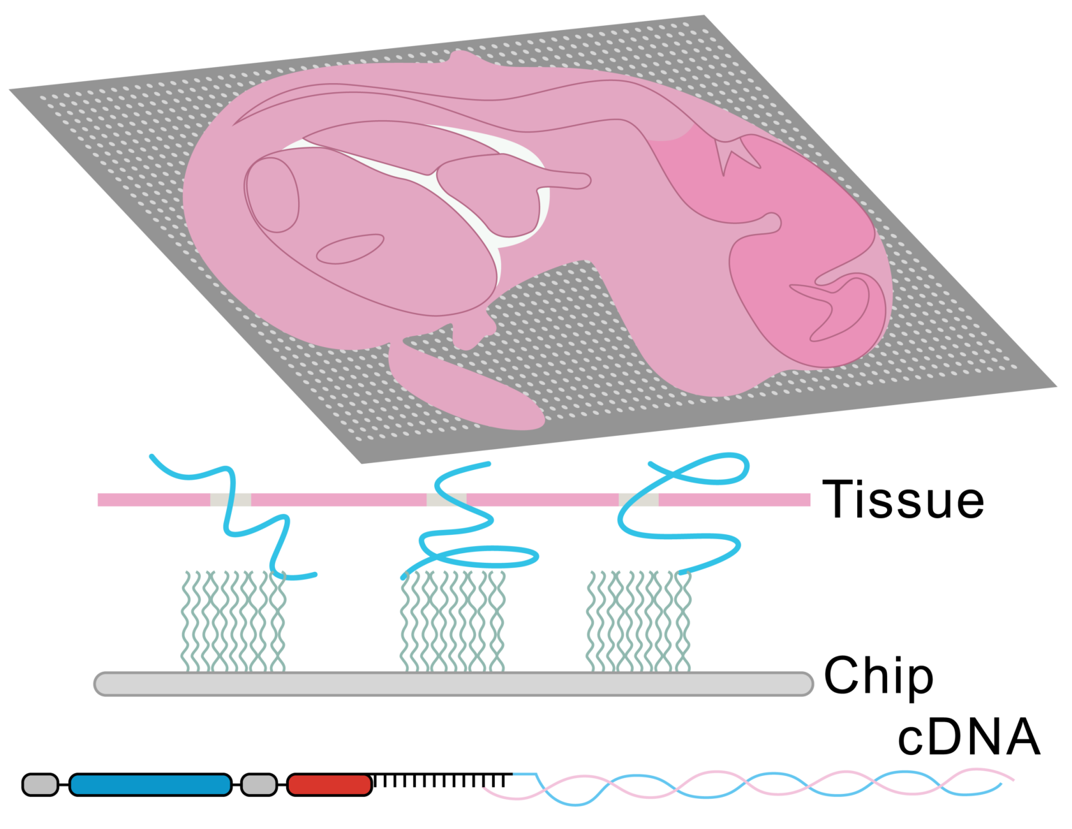 History Of Spatial Transcriptomics Part 3 Single Cell Mirxes