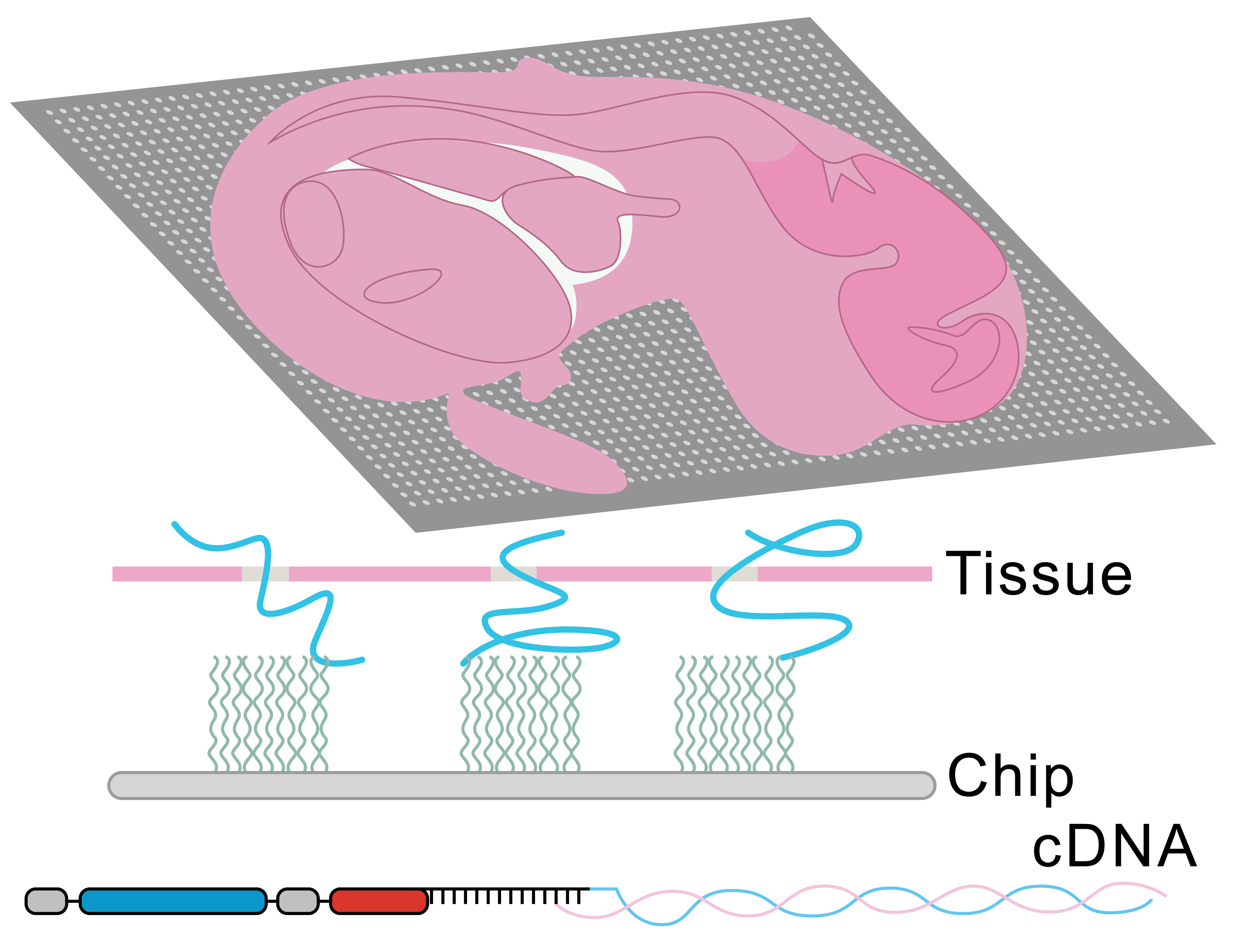History Of Spatial Transcriptomics Part 3 Single Cell Mirxes