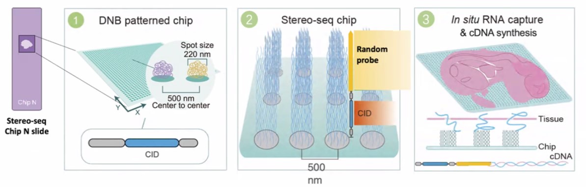 Mirxes | Spatial Enhanced Resolution Omics-Sequencing (Stereo-Seq) Mirxes | Spatial Enhanced Resolution Omics-Sequencing (Stereo-Seq)